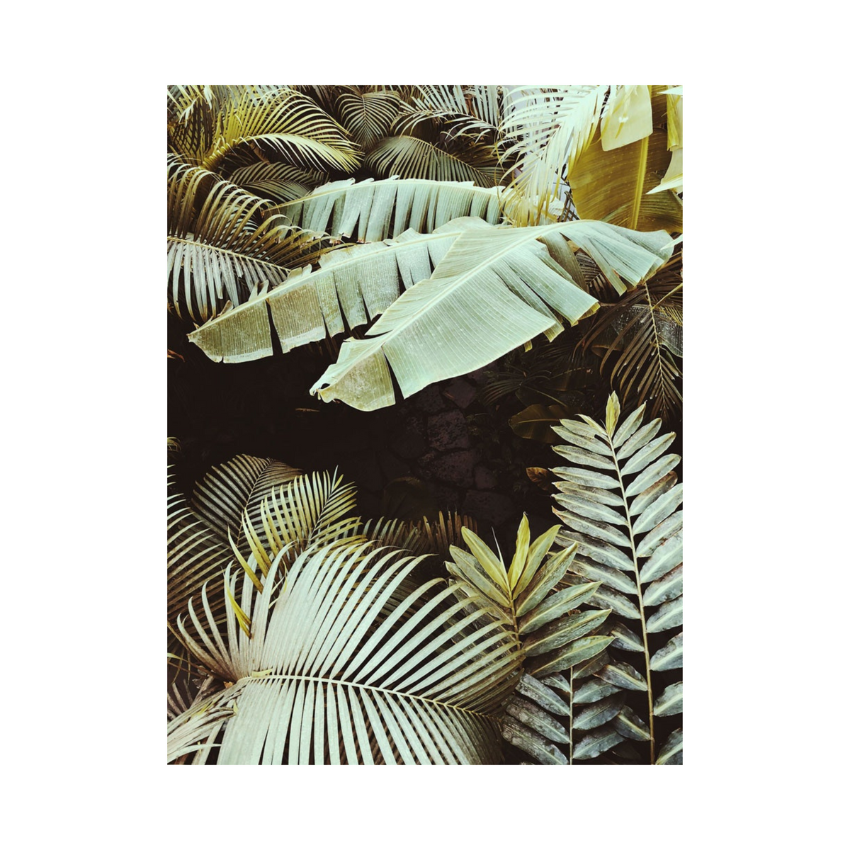 Palm – On The Wall Framing